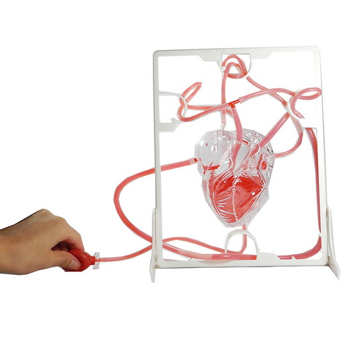 หุ่นจำลองการทำงานของหัวใจ