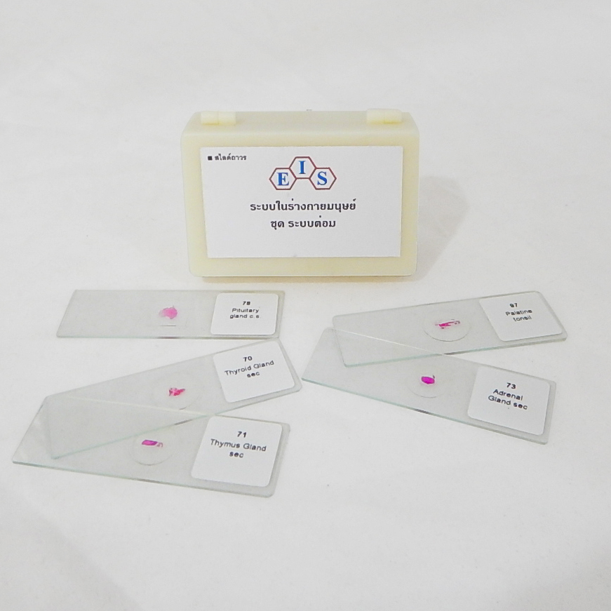 ชุดสไลด์ถาวรระบบต่อม - Intereducation Supplies