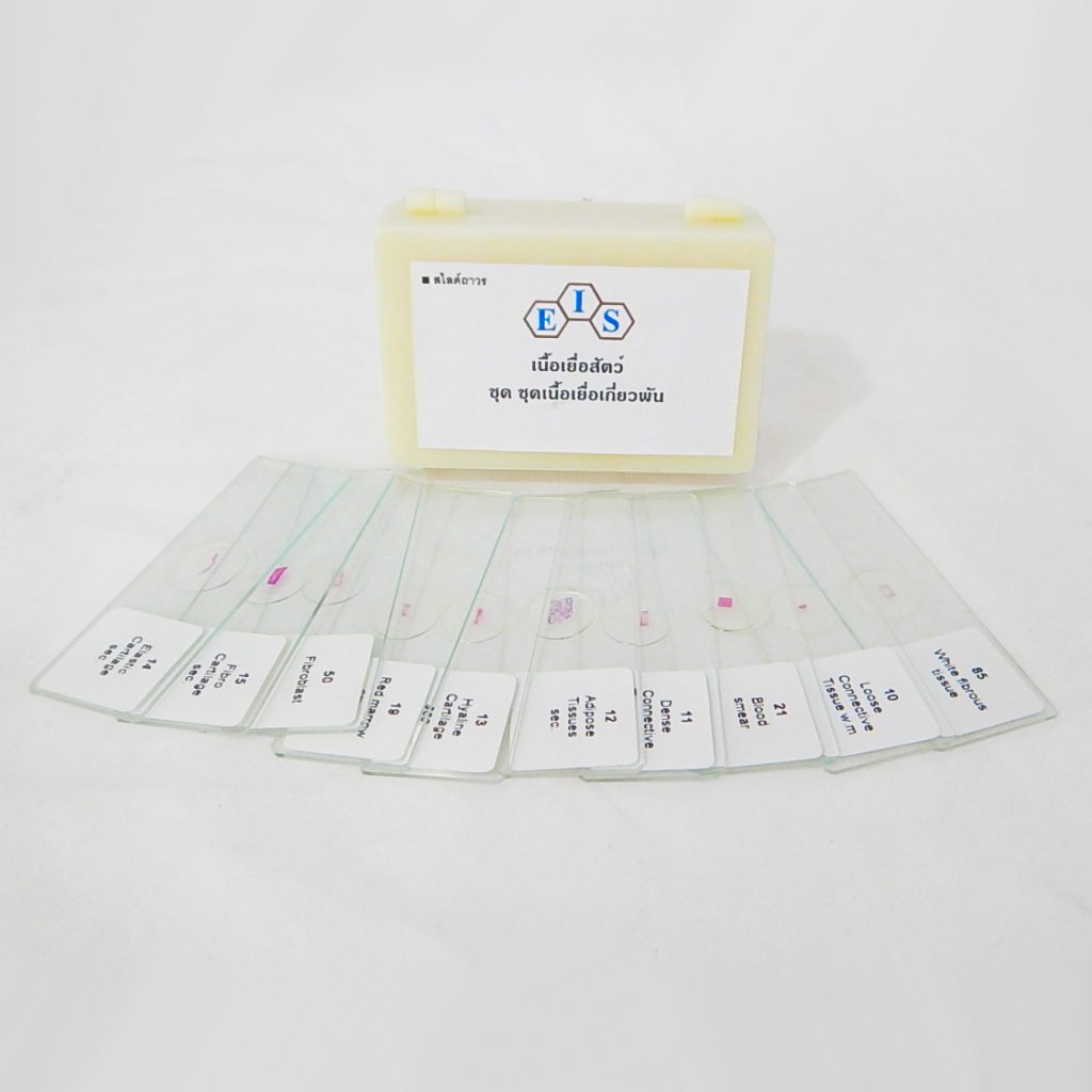 ชุดเนื้อเยื่อมนุษย์และสัตว์ Archives - Intereducation Supplies